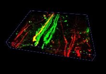 All-In-One Fluorescence Microscope - BZ-X800 | KEYENCE America